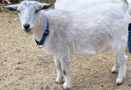 AppleJo Farms Nigerian Dwarf Dairy Goat Kids