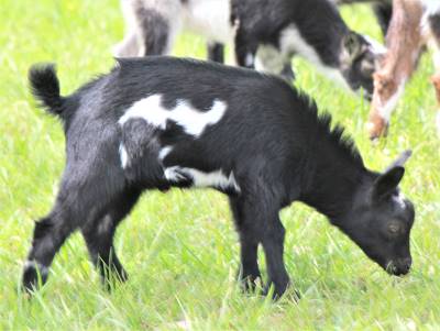 ADGA Nigerian Dwarf Dairy Goat Buckling