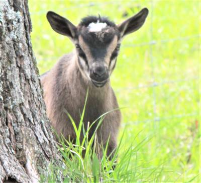 ADGA Nigerian Dwarf Dairy Goat Buckling